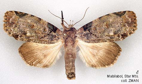 Papua Insects Foundation (Lepidoptera/Nolidae/Eligminae/Gadirtha impingens)